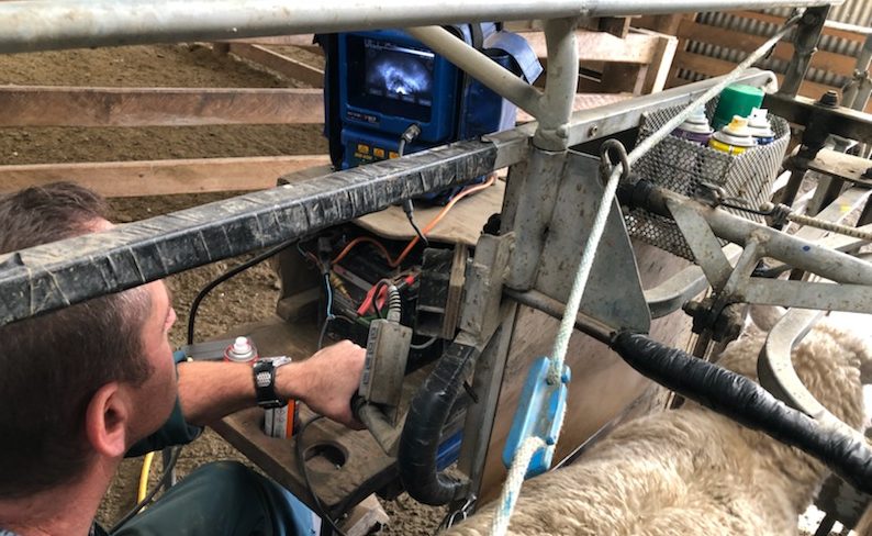 The Benefits of Sheep Scanning - Harry Whiteside – The Vet Clinic Wairarapa